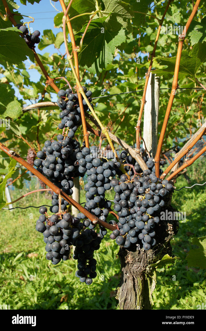 Fruit grape vine vitis vinifera hi-res stock photography and images - Alamy