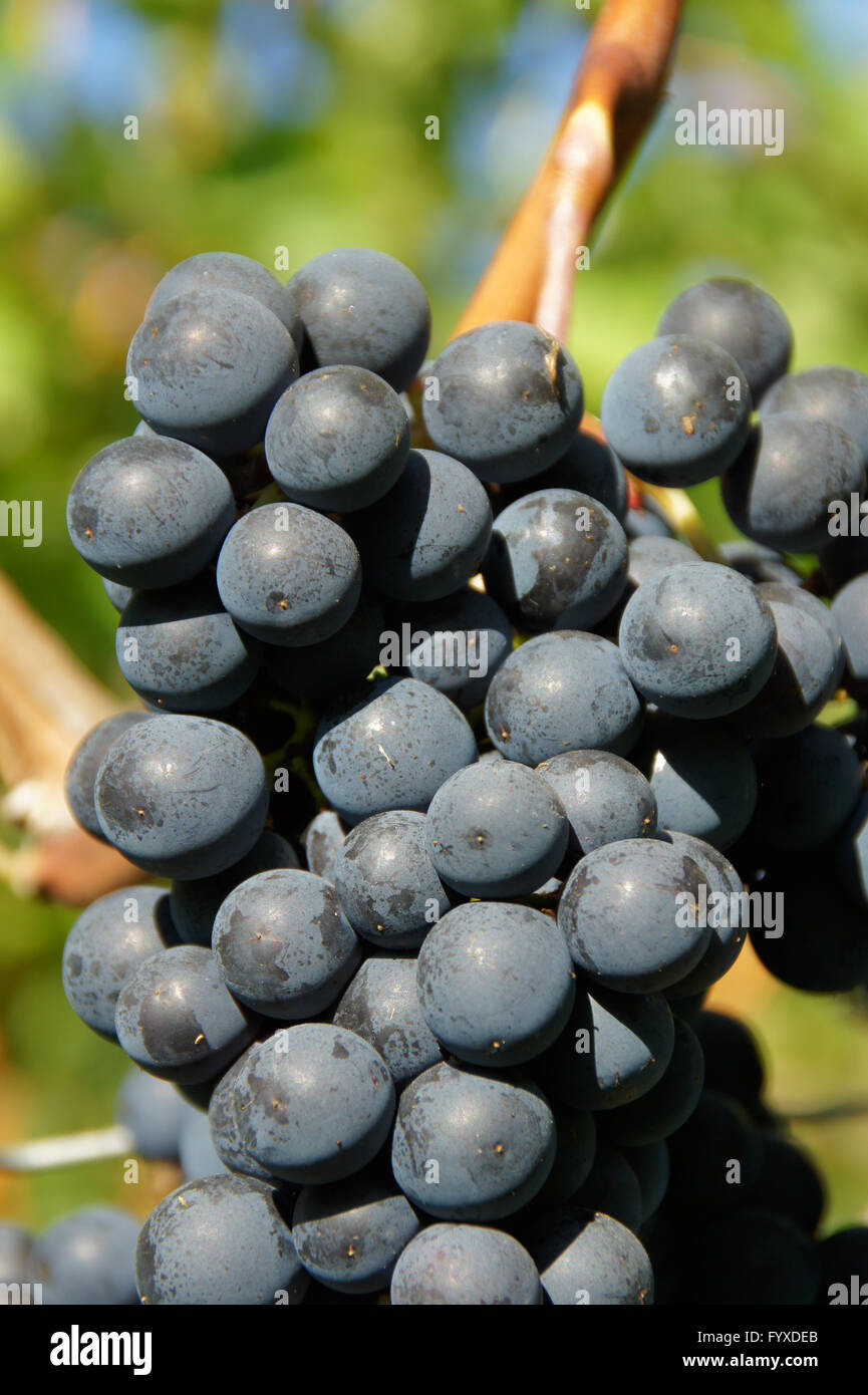 Merlot grape hi-res stock photography and images - Alamy