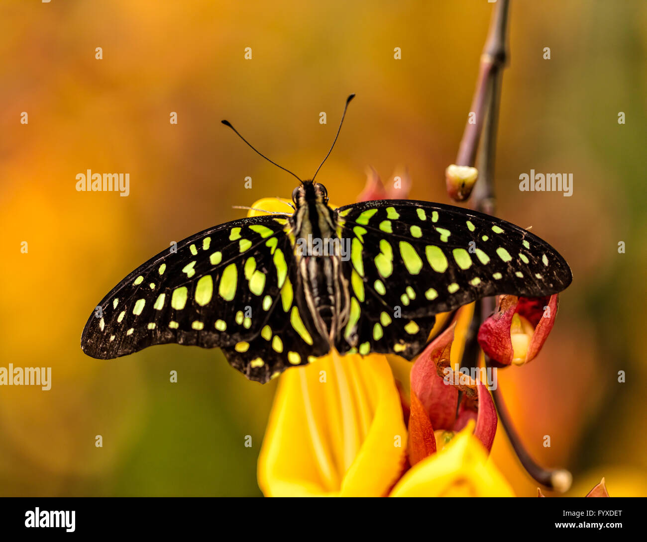 Beautiful exotic butterfly Stock Photo - Alamy