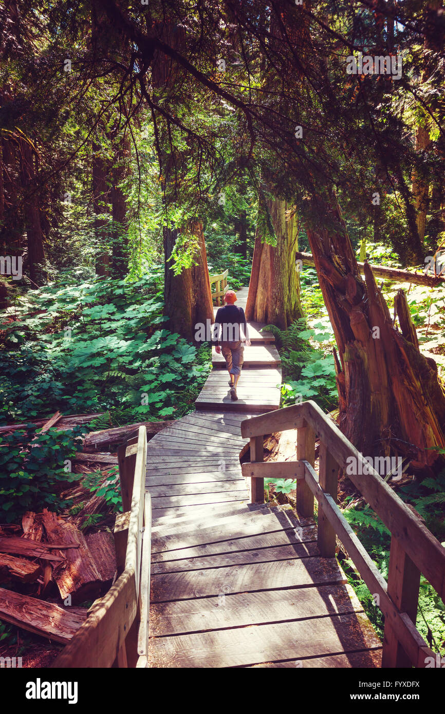 Hike in forest Stock Photo - Alamy