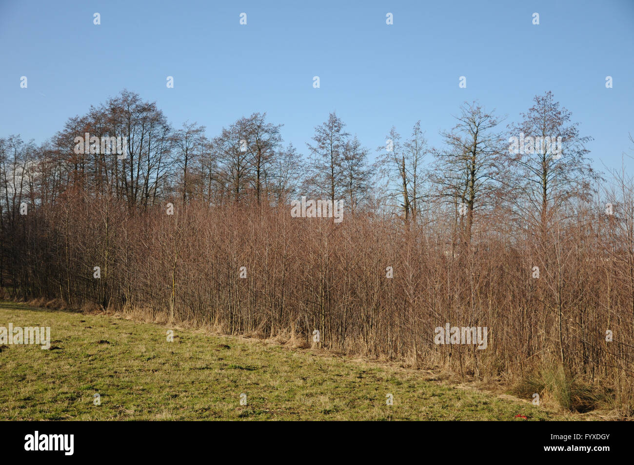 Alnus glutinosa, Black alder, Seedlings Stock Photo - Alamy