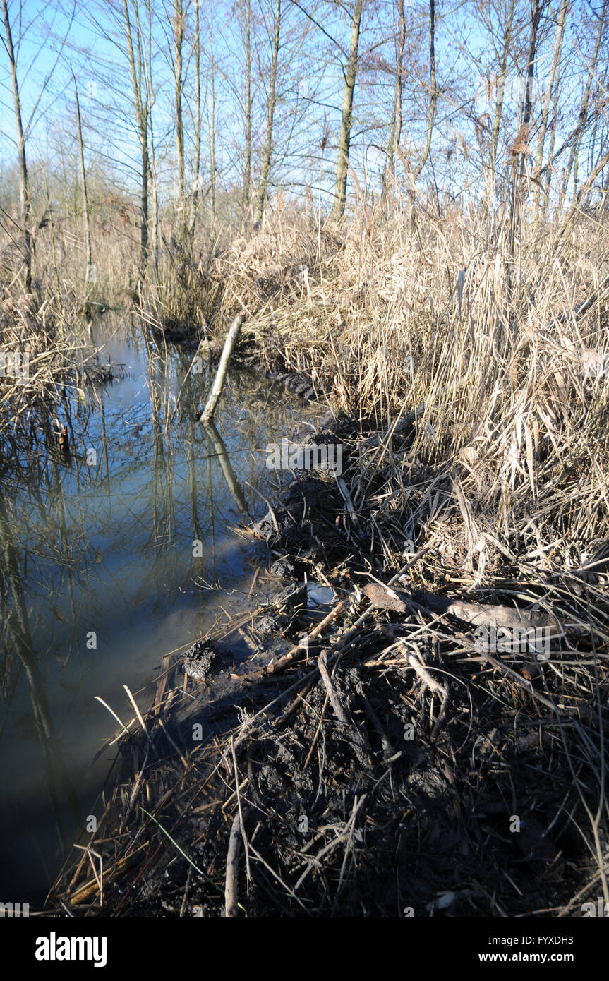 Castor fiber, Beaver, Dam Stock Photo - Alamy