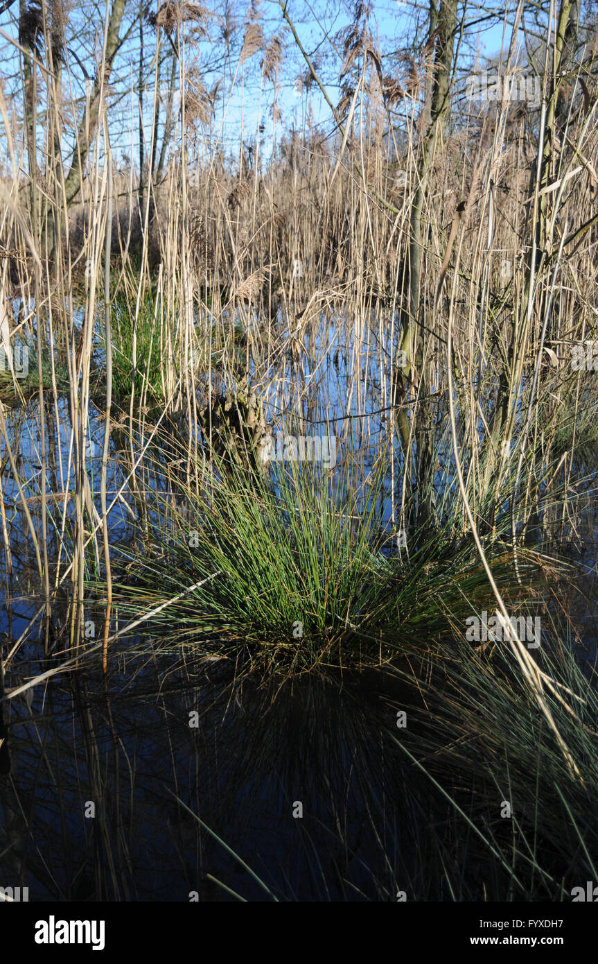 Juncus effusus, Common rush Stock Photo - Alamy