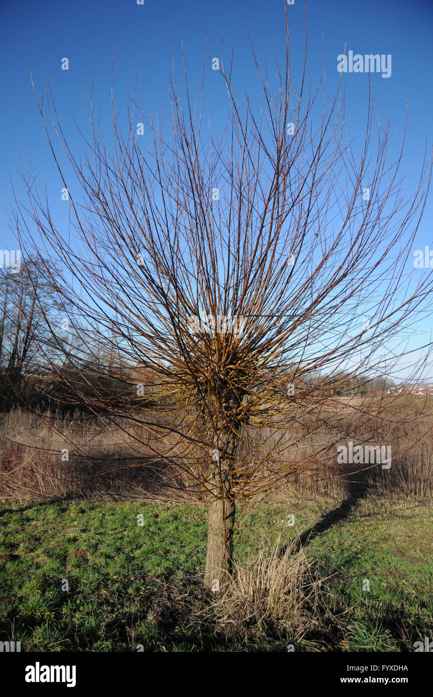Salix, Pollard willow Stock Photo - Alamy