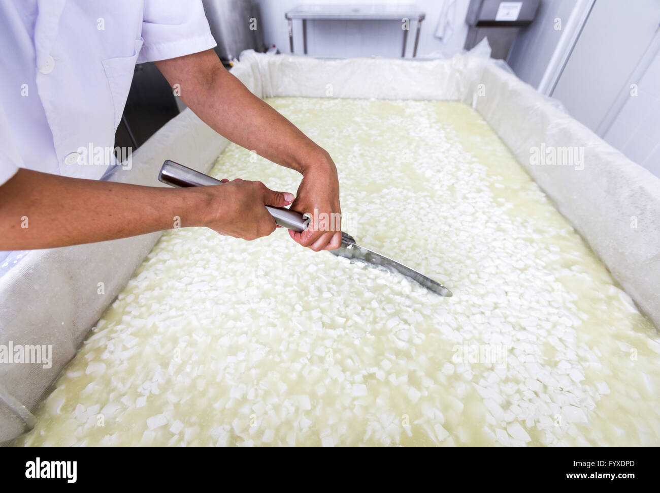 Cheese worker hands creamery dairy mixing Stock Photo - Alamy