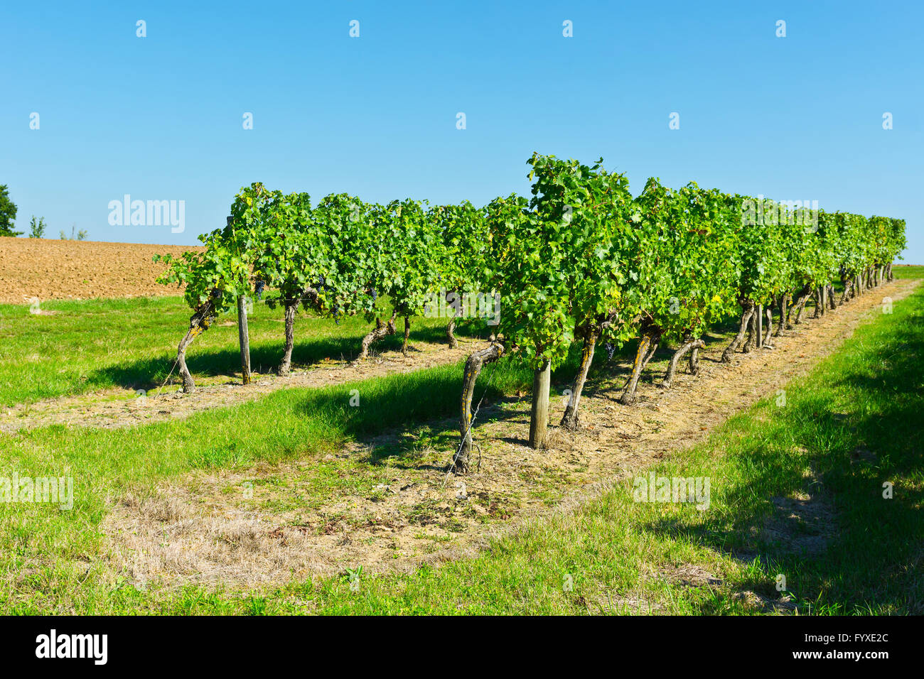 Rows grape vines line hi-res stock photography and images - Alamy