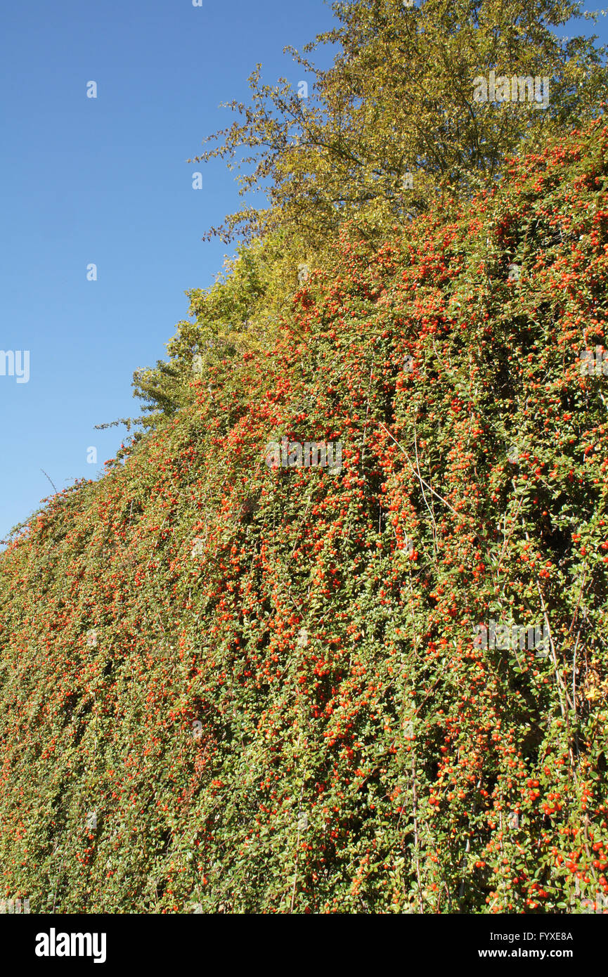 Cotoneaster dammeri, Creeping cotoneaster Stock Photo - Alamy