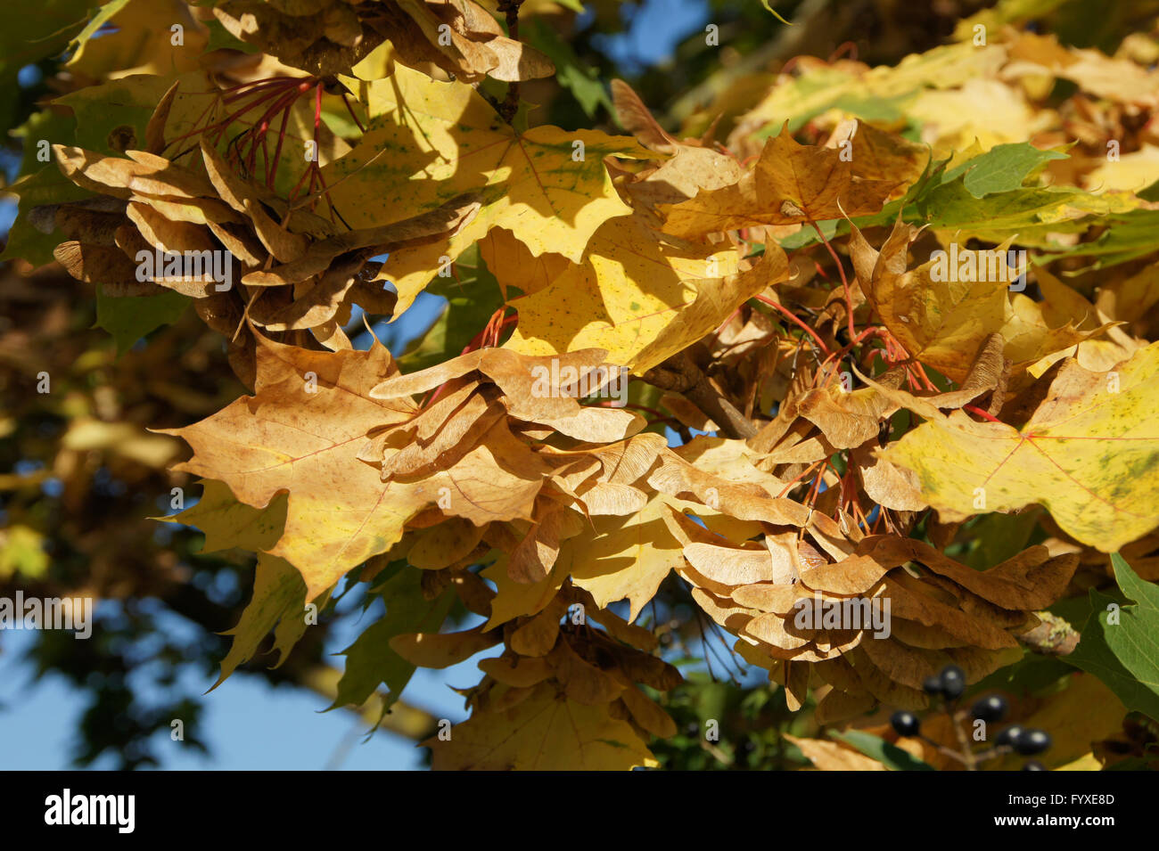 Acer platanoides, Norway maple Stock Photo - Alamy