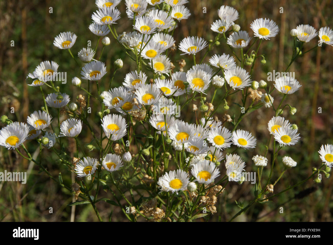 Erigeron annuus, Annual Fleabane Stock Photo - Alamy