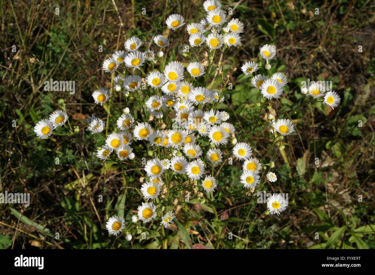 Erigeron annus hi-res stock photography and images - Alamy