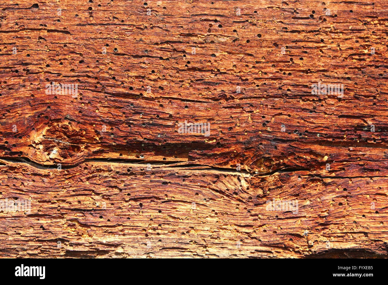 spruce wood in decay, showing biological insect attack ( Anobium ...