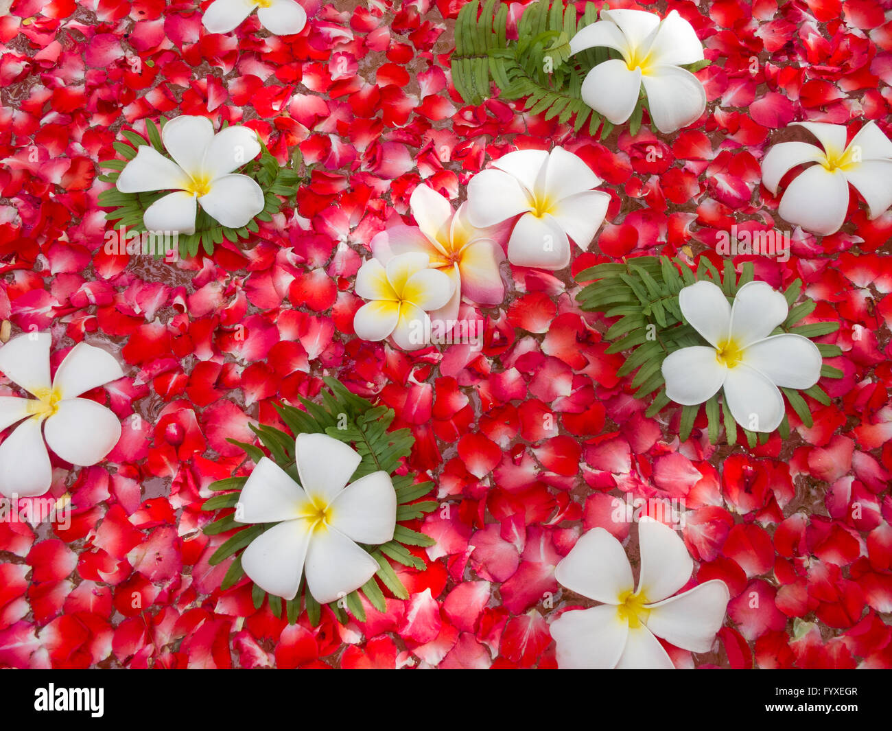 Frangipani with rose in spa water ,background Stock Photo - Alamy
