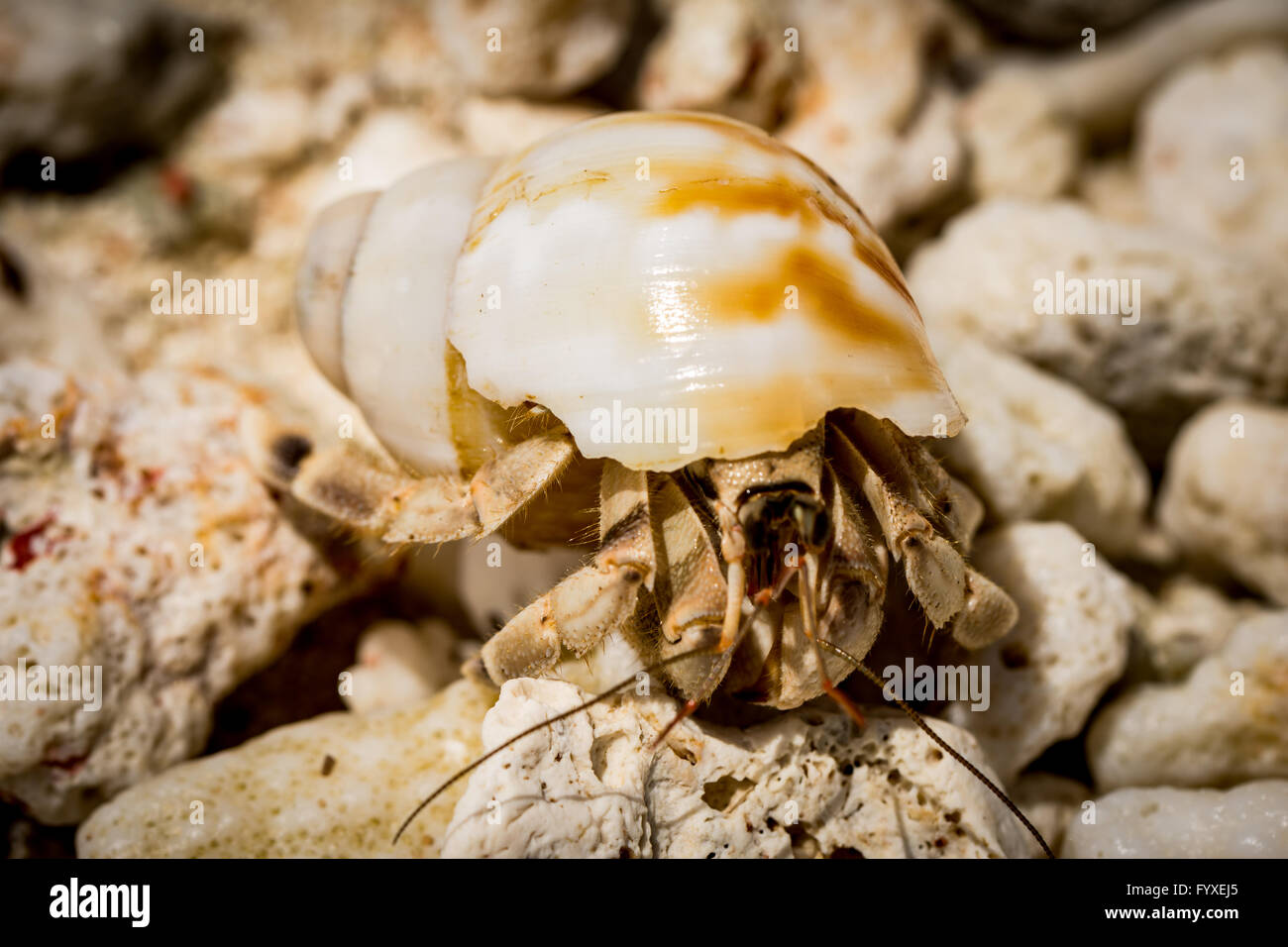 Crap on beach Moorea French Polynesia in 2016 Stock Photo - Alamy
