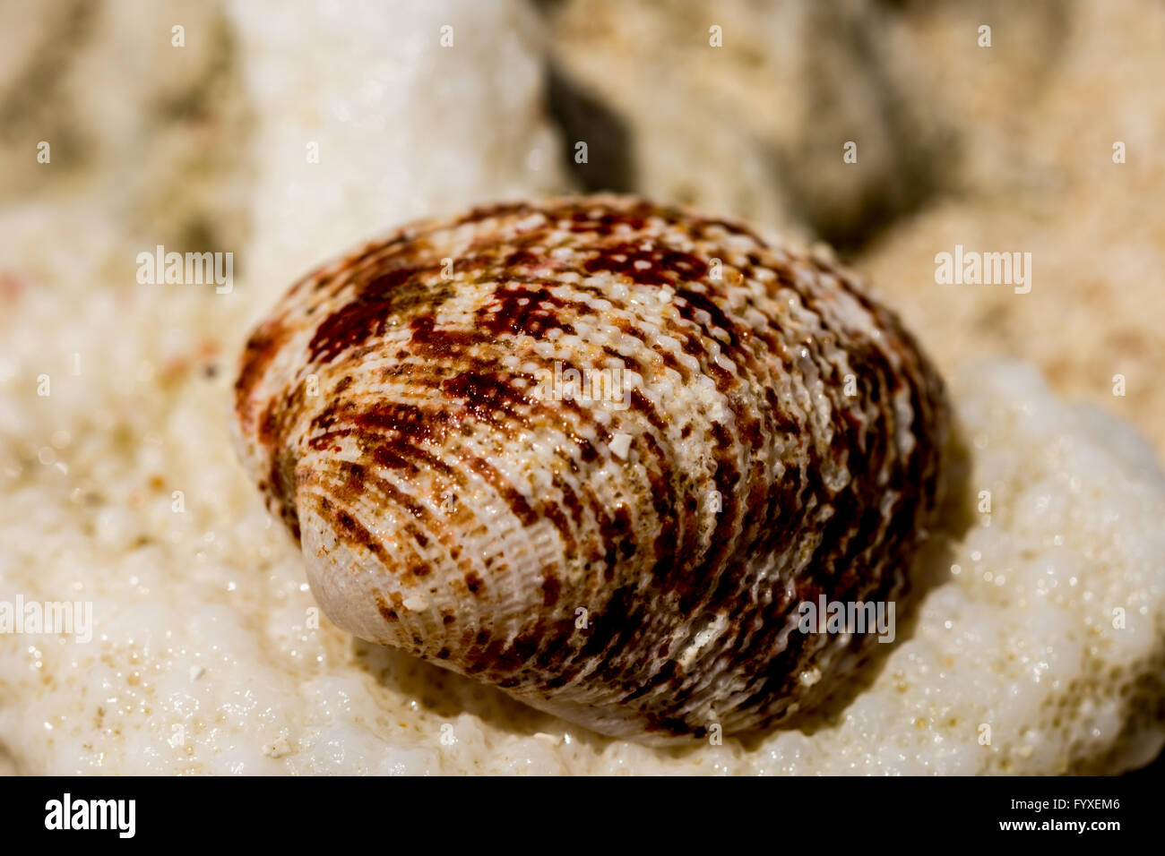 Shell on beach Moorea French Polynesia in 2016 Stock Photo - Alamy