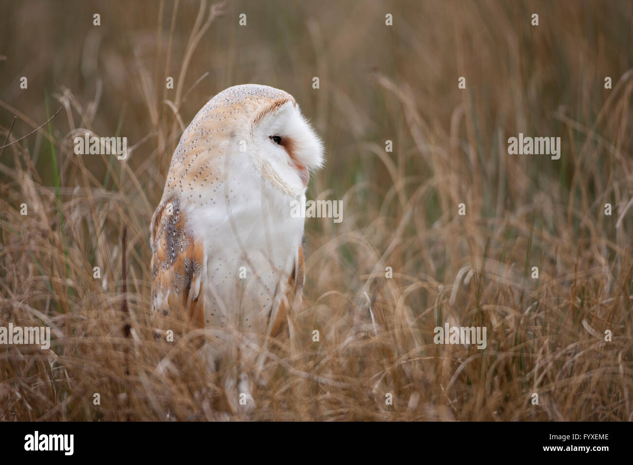 Female Barn Owl High Resolution Stock Photography and Images - Alamy