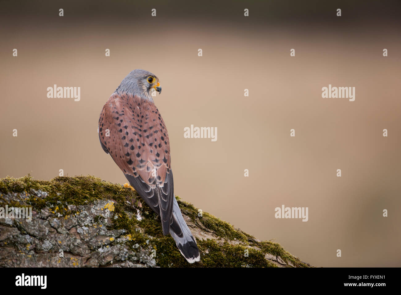 Kestrel sat hi-res stock photography and images - Alamy