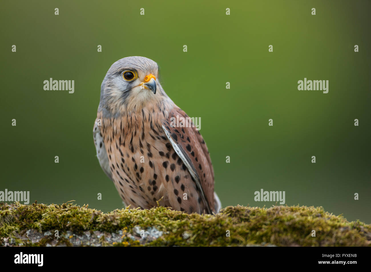 Perched european kestrel hi-res stock photography and images - Alamy