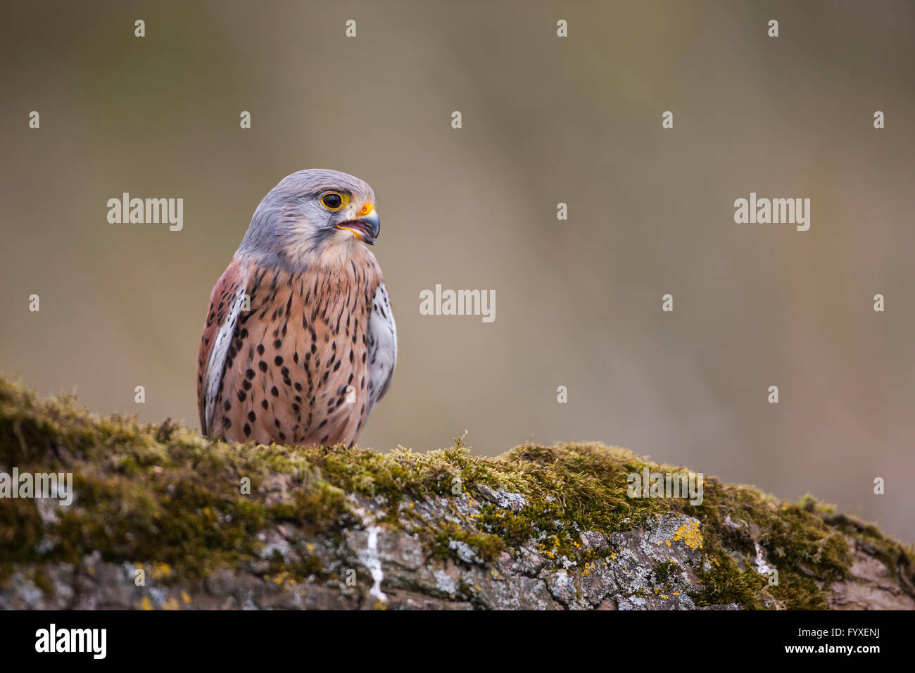 Uk British Kestrel Stock Photos & Uk British Kestrel Stock Images - Alamy