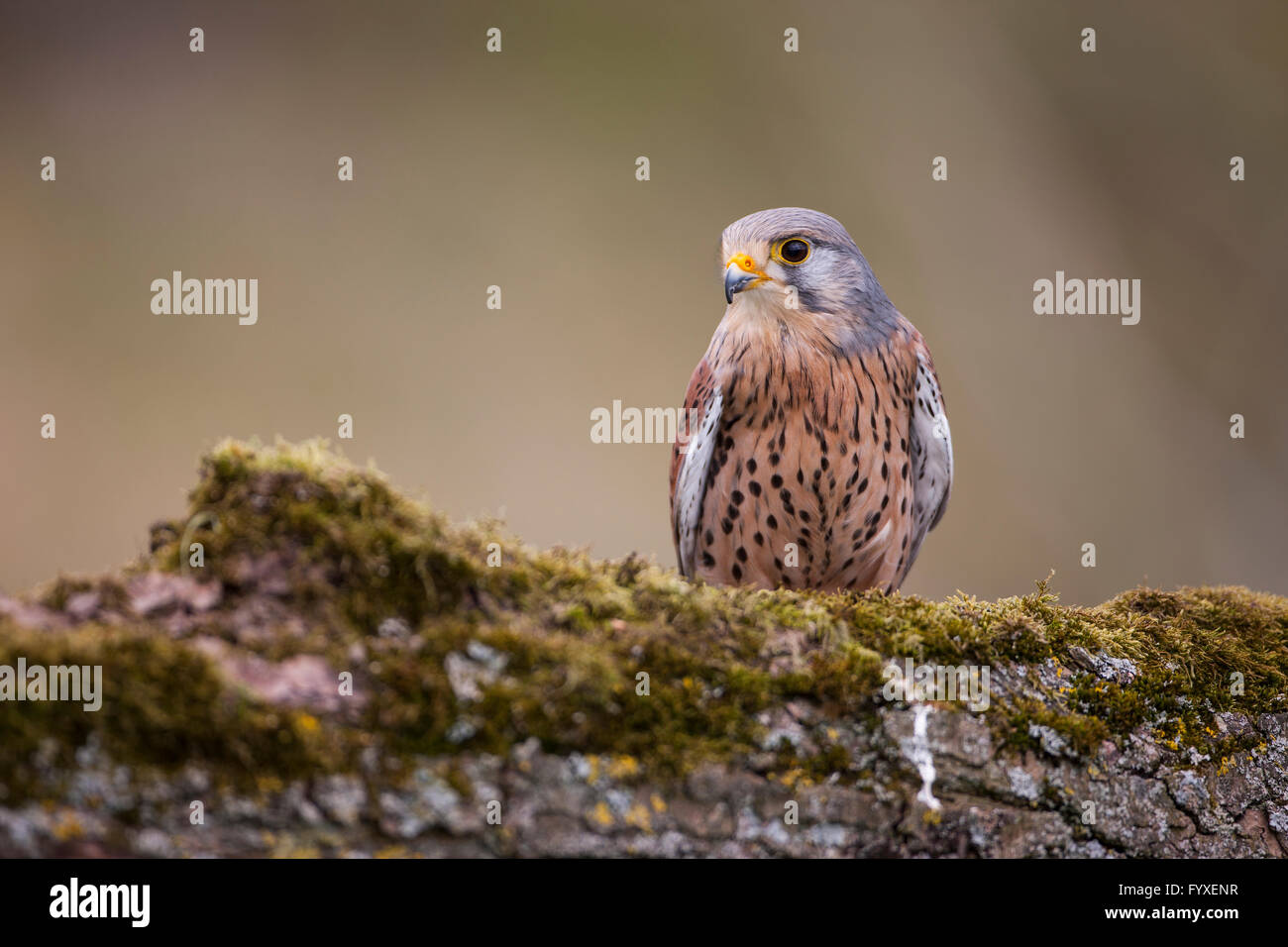 Perched european kestrel hi-res stock photography and images - Alamy