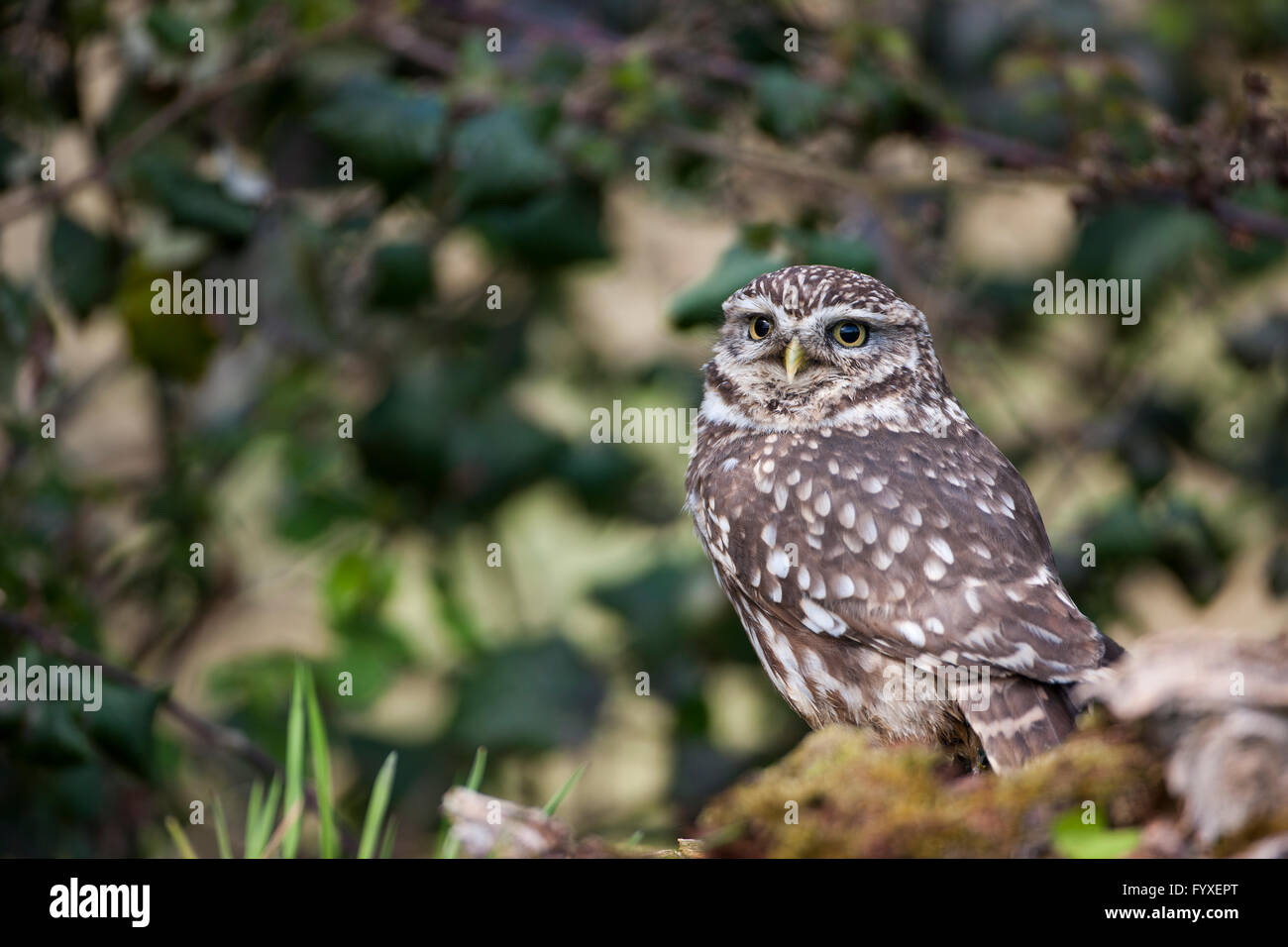 British resident little owl hi-res stock photography and images - Alamy