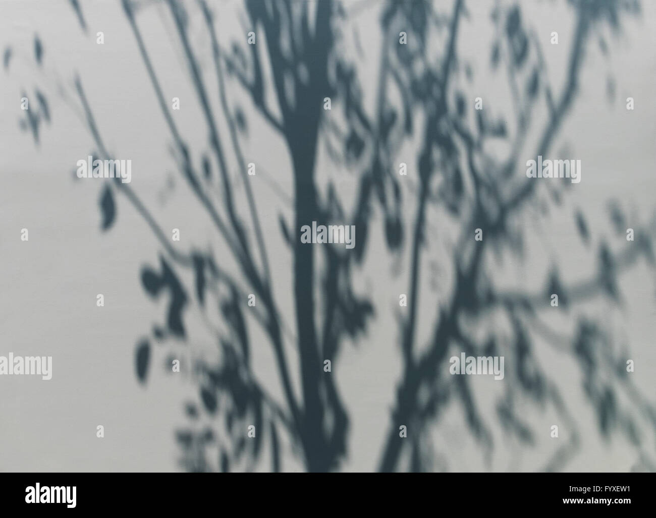 Tree shadow on white wall hi-res stock photography and images - Alamy