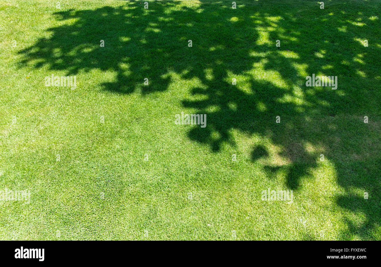 Exterior shadow tree yellow hi-res stock photography and images - Alamy
