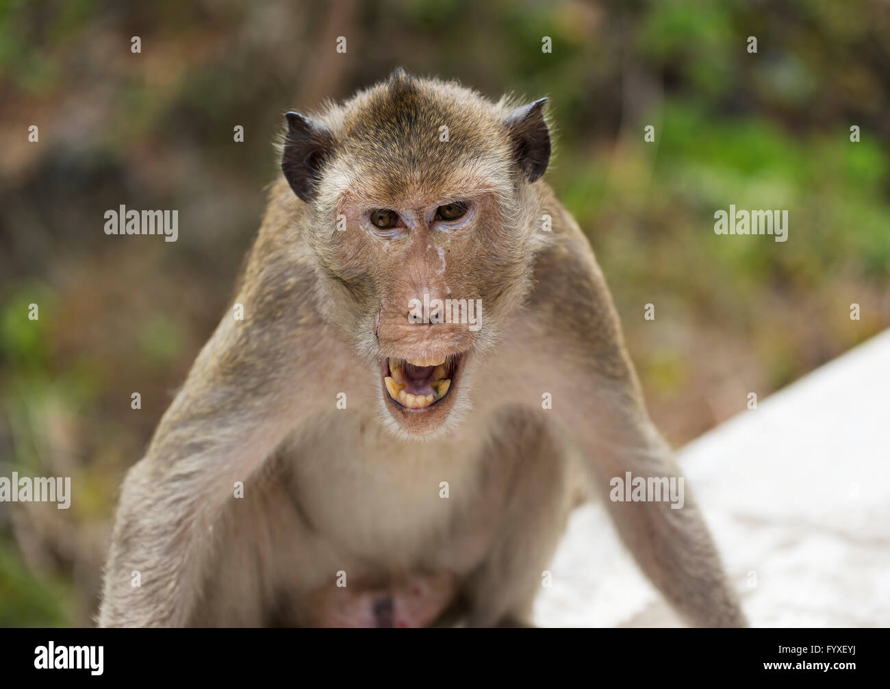Angry monkey hi-res stock photography and images - Alamy