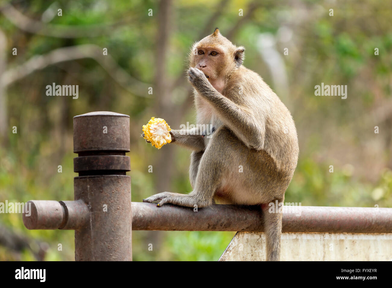 Monkey eat corn hi-res stock photography and images - Alamy