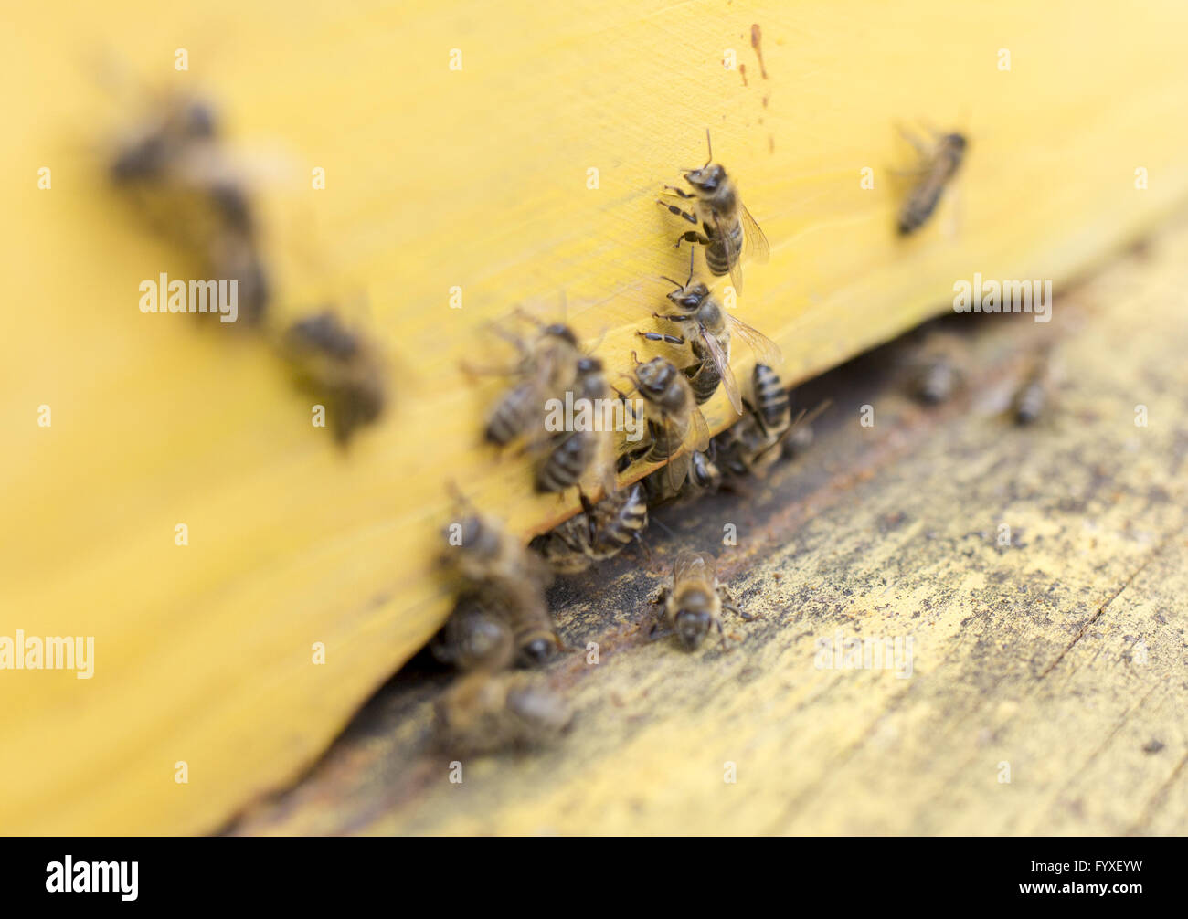 Honey bees in yellow beehive Stock Photo - Alamy