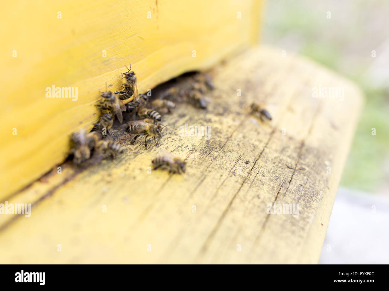 Honey bees in yellow beehive Stock Photo - Alamy