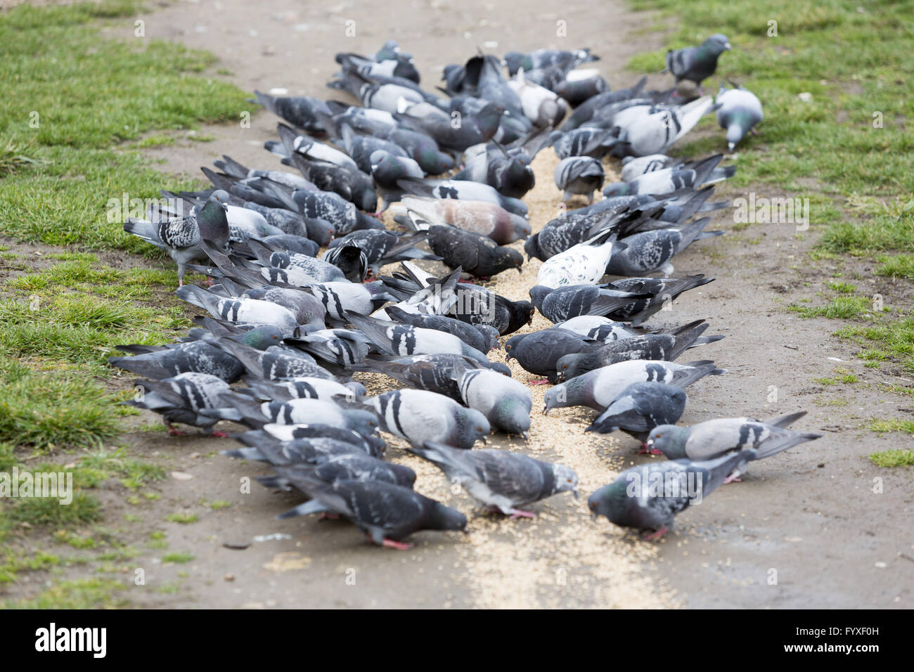 Pigeons eating in the park Stock Photo - Alamy