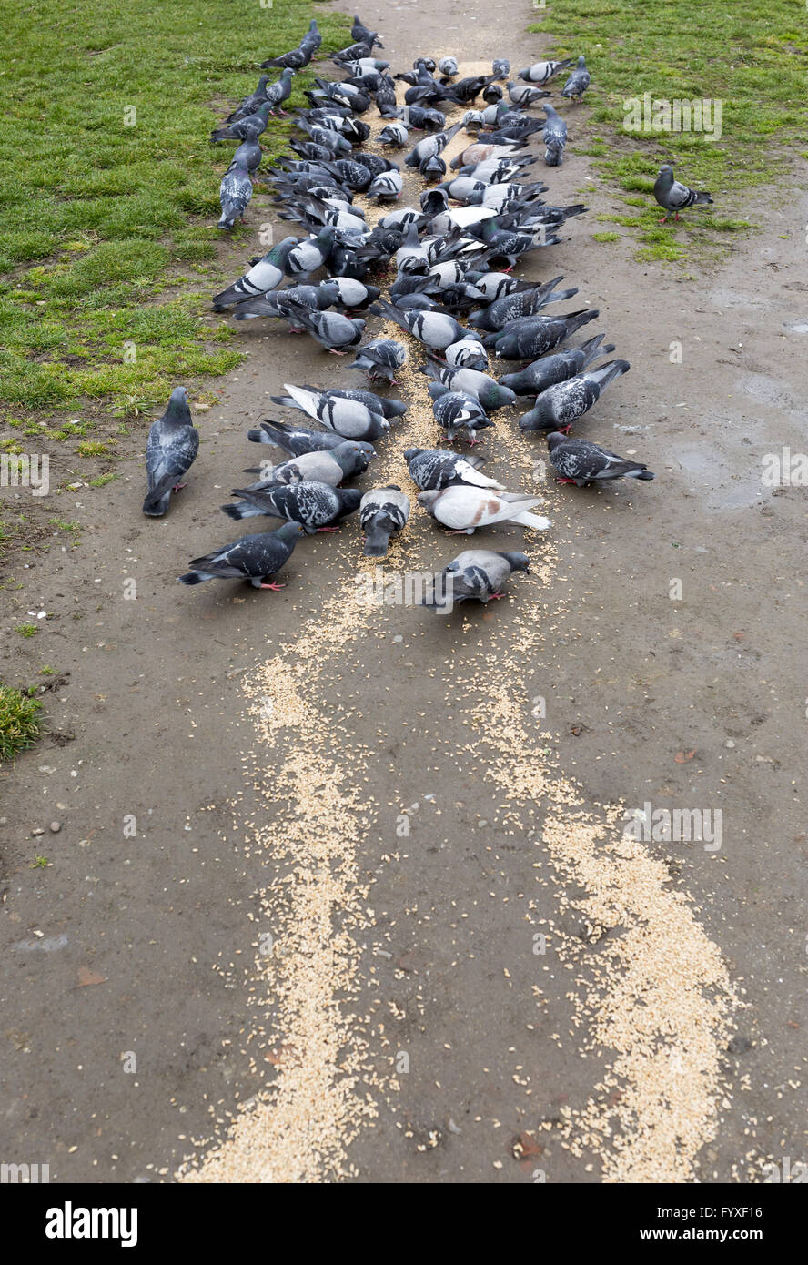 Pigeons eating in the park Stock Photo - Alamy