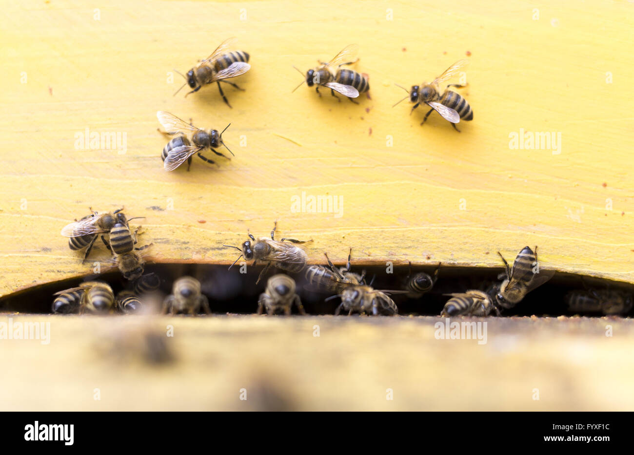 Honey bees in yellow beehive Stock Photo - Alamy