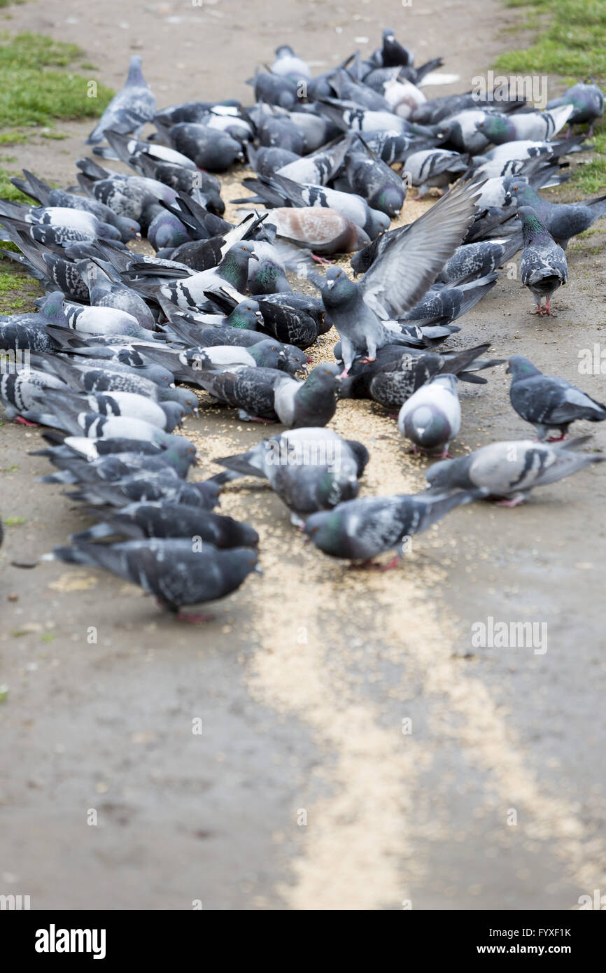 Pigeons Eating High Resolution Stock Photography and Images - Alamy