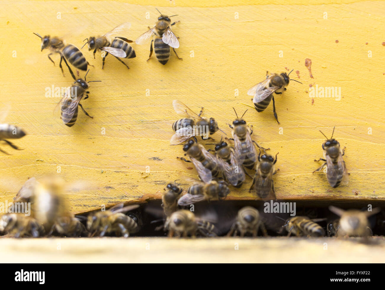 Honey bees in yellow beehive Stock Photo - Alamy