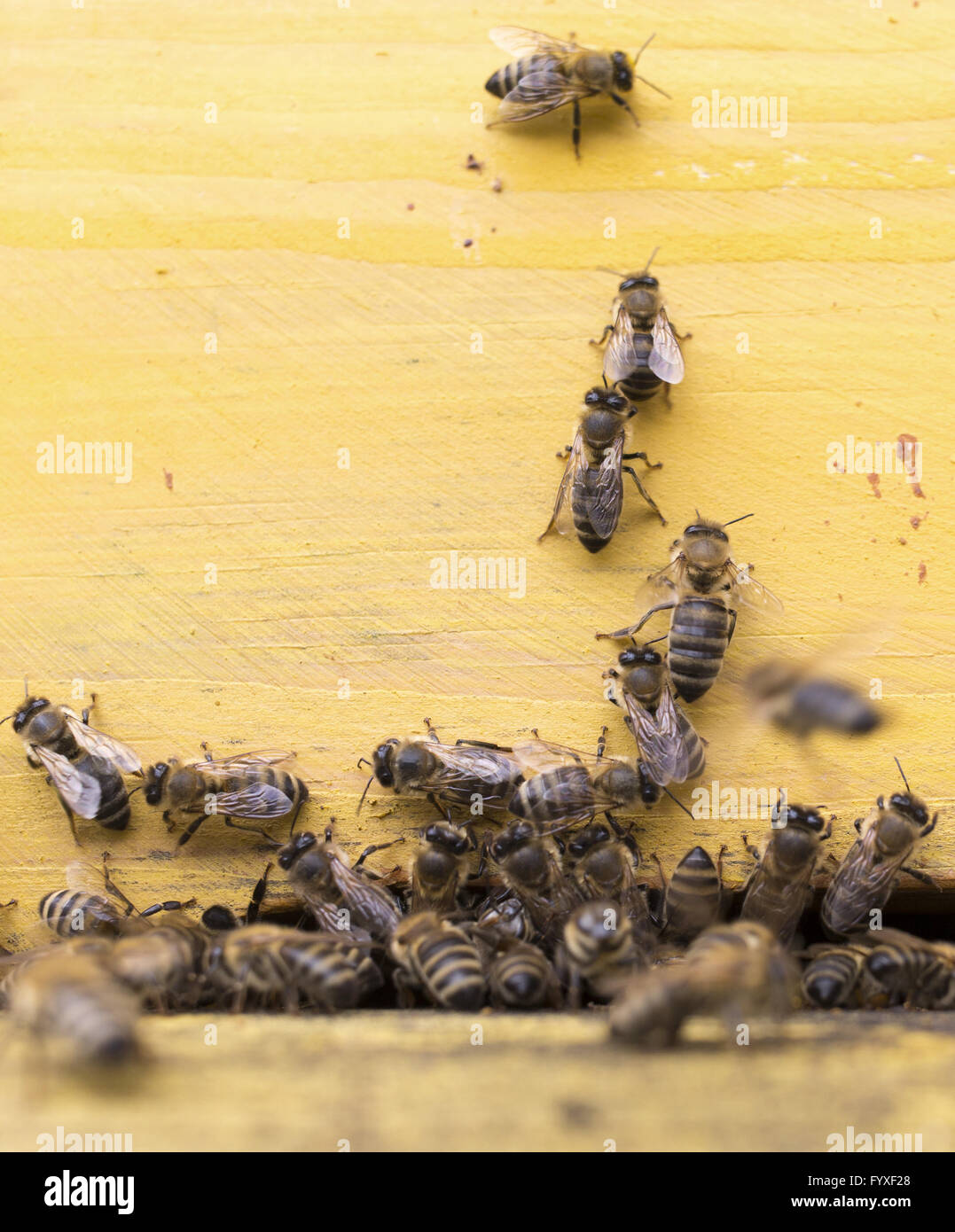 Honey bees in yellow beehive Stock Photo - Alamy