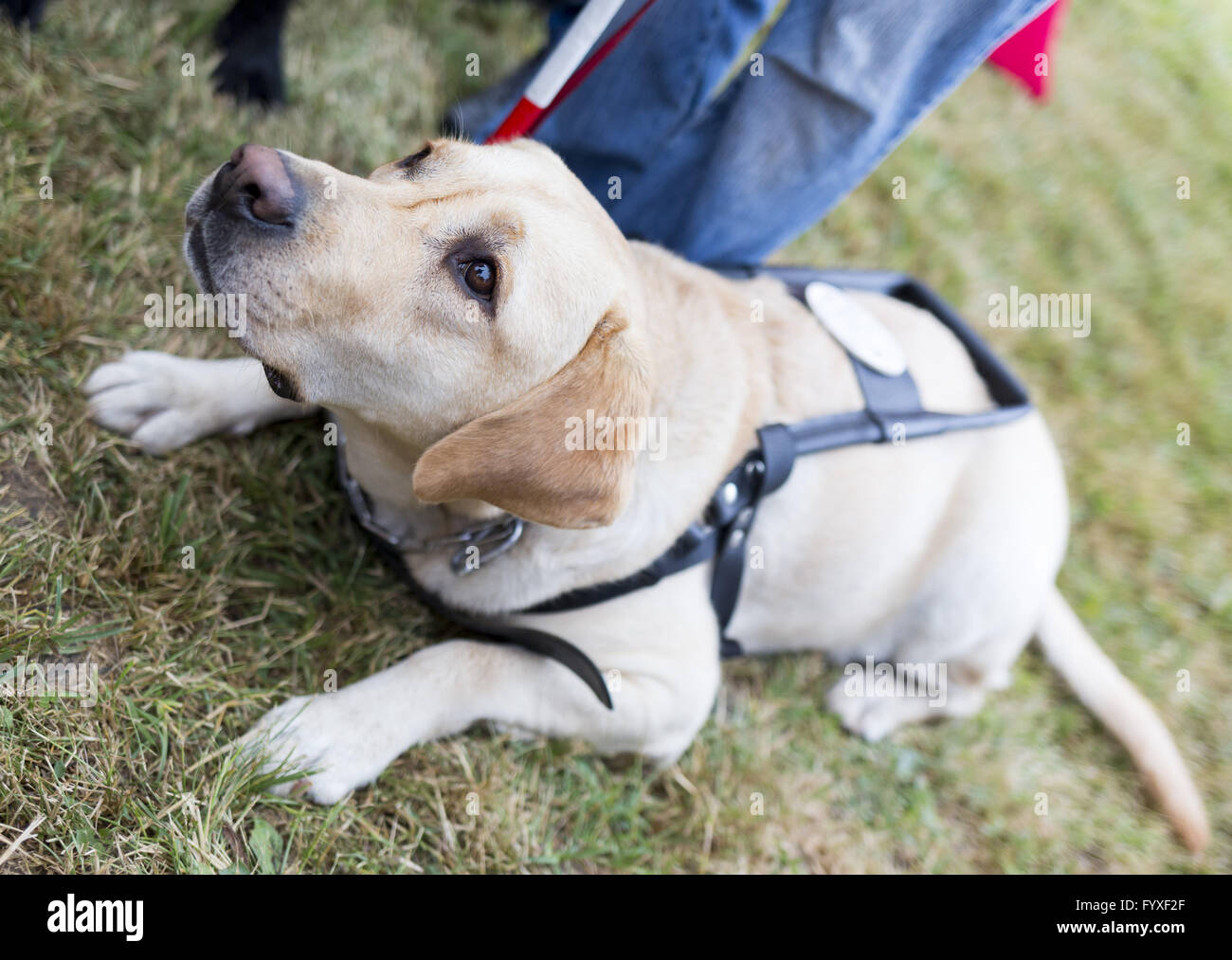 Golden guide hi-res stock photography and images - Alamy