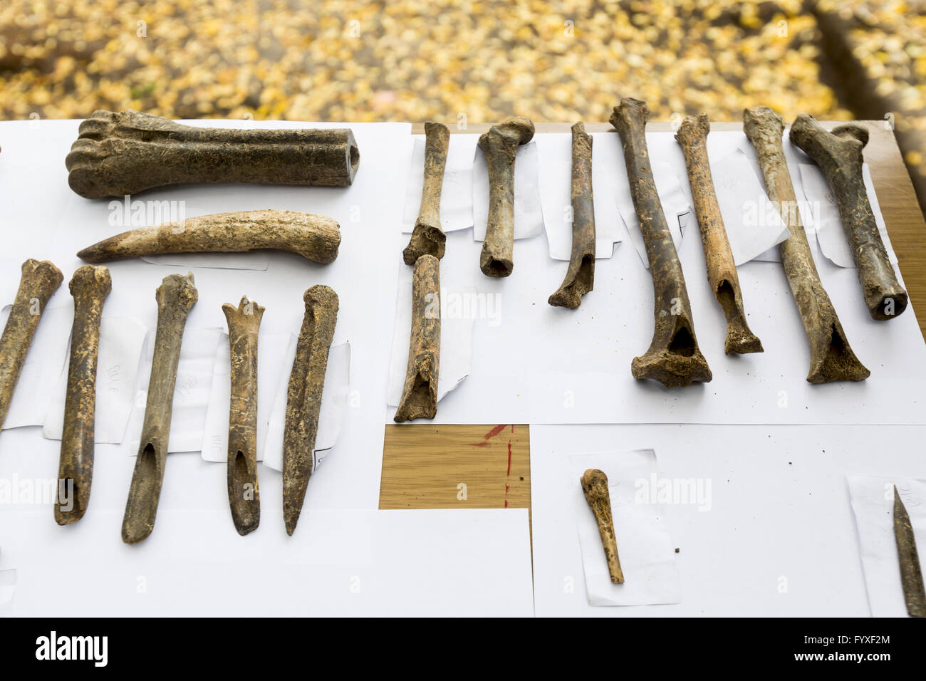 Archaeological excavations skeleton hi-res stock photography and images ...