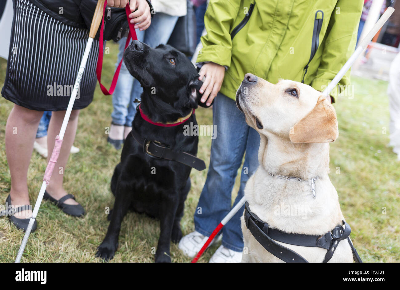 Guide Dogs High Resolution Stock Photography and Images - Alamy