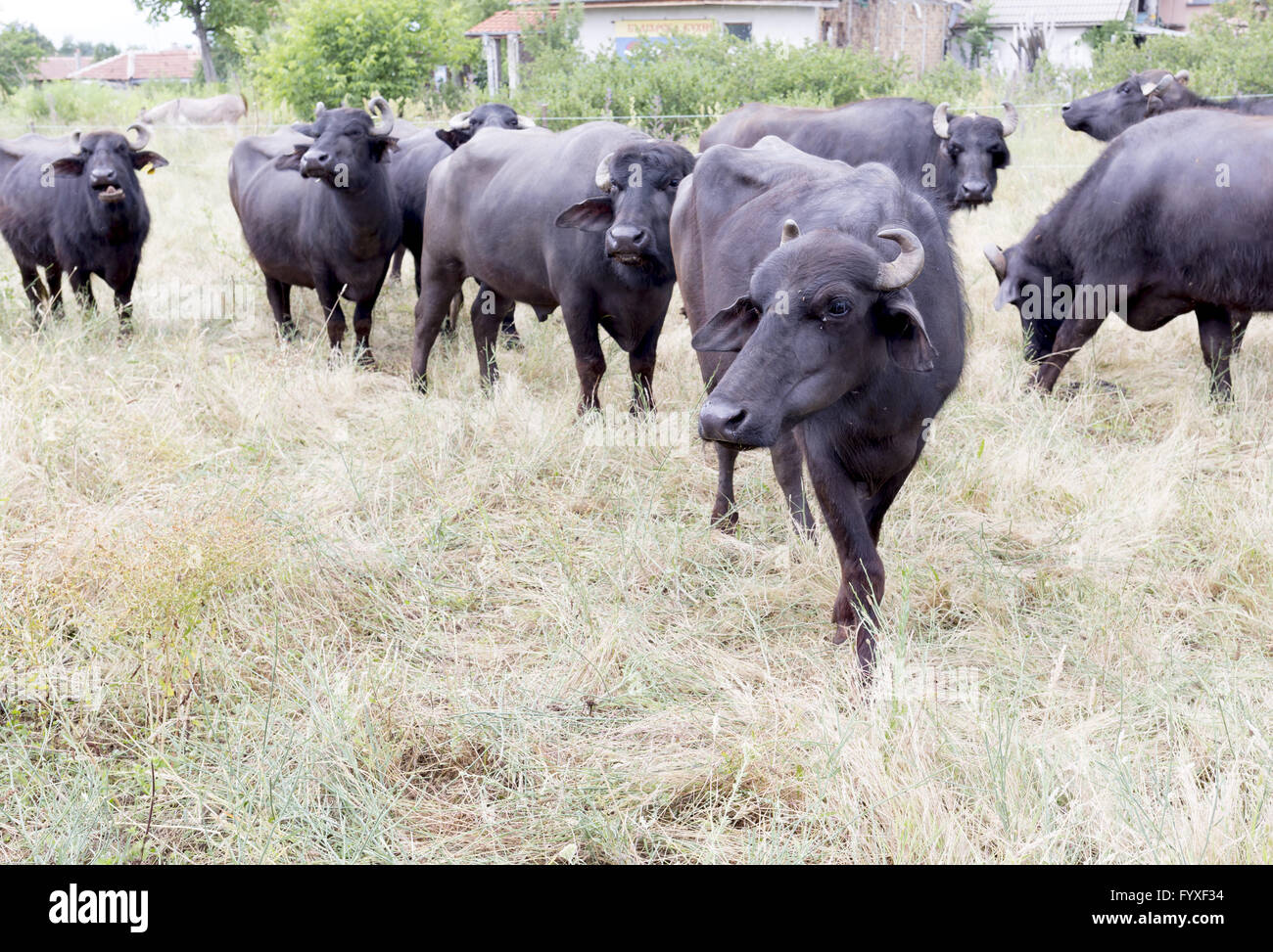 Buffalos milk hi-res stock photography and images - Alamy
