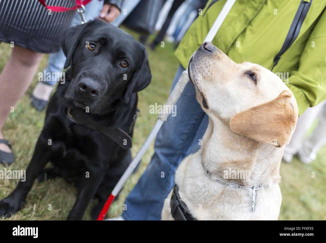 Guide dogs for the blind puppy hi-res stock photography and images - Alamy