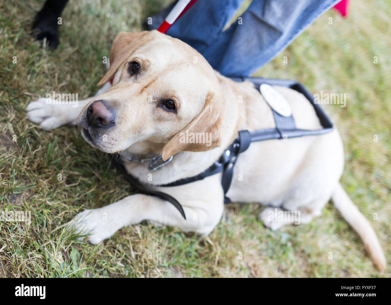 Golden labrador guide dog hi-res stock photography and images - Alamy