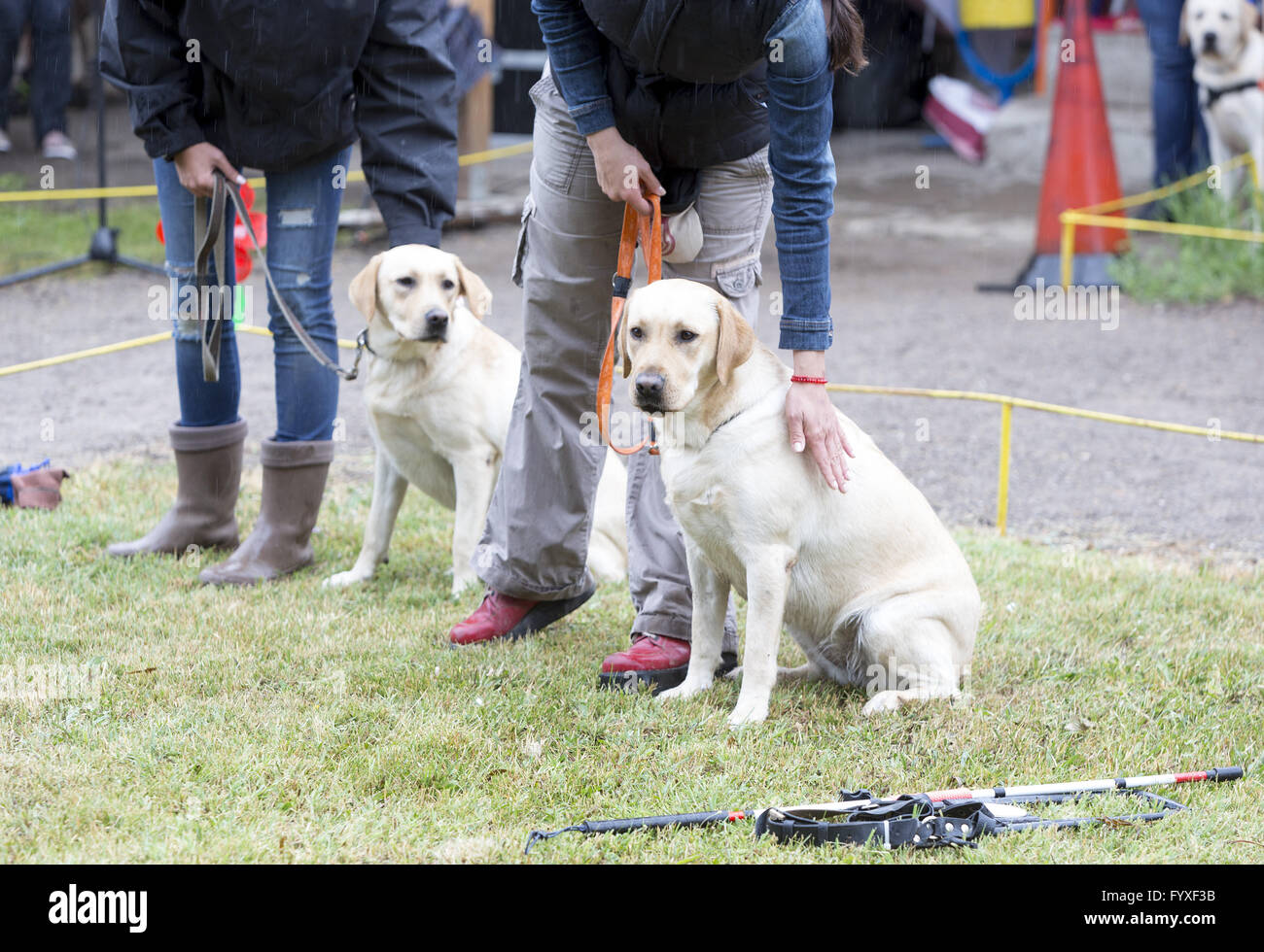 Blind people with their guide dogs Stock Photo - Alamy