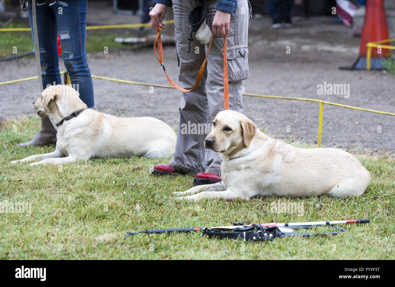 Guide dogs for blind people hi-res stock photography and images - Alamy