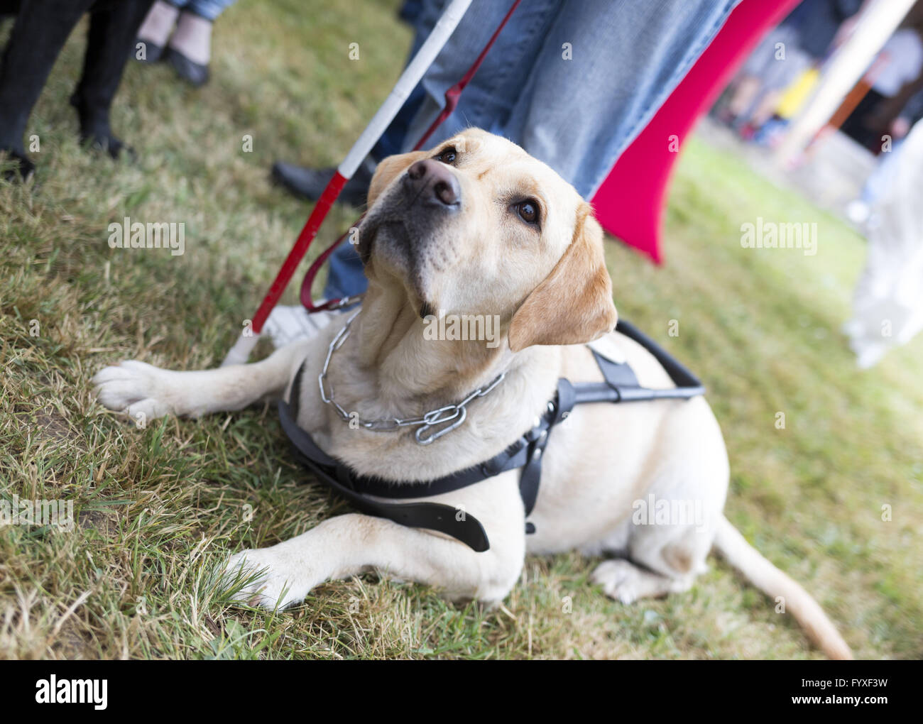 Golden retriever guide dog Stock Photo - Alamy