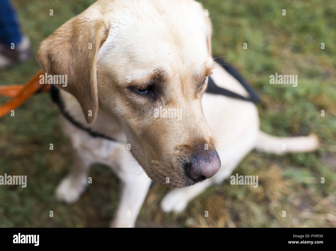 Golden retriever guide dog Stock Photo - Alamy