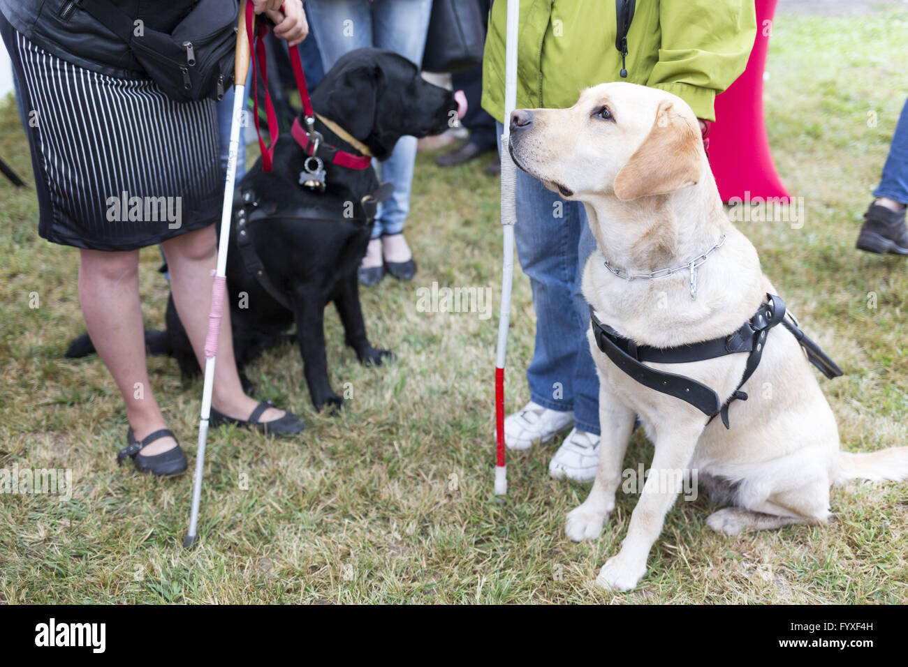 Guide dogs for blind people hi-res stock photography and images - Alamy