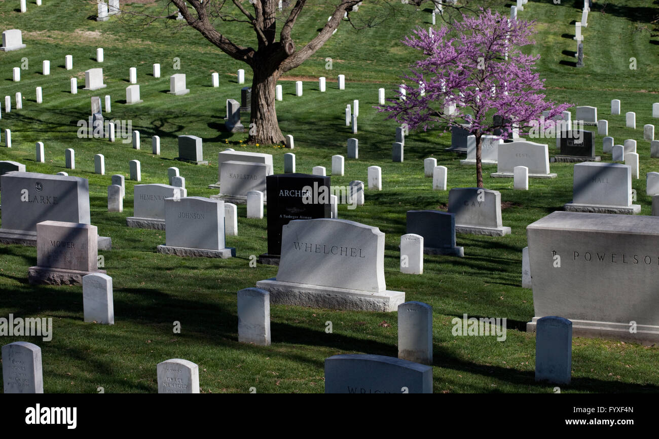 Headstones and graves at Arlington Cemetery, Washington DC, United ...