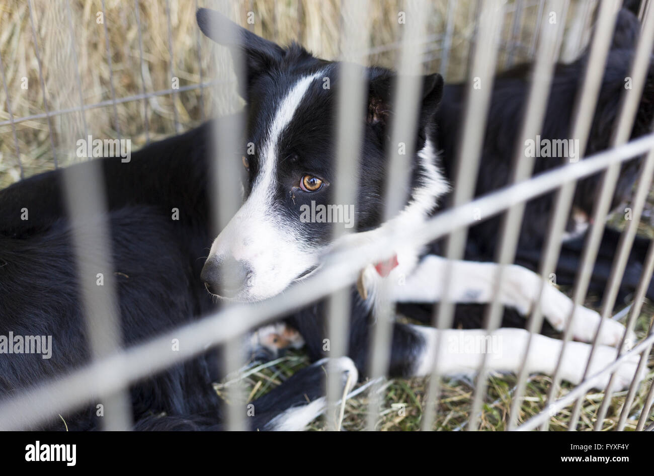 Ownerless Dogs Stock Photos & Ownerless Dogs Stock Images - Alamy