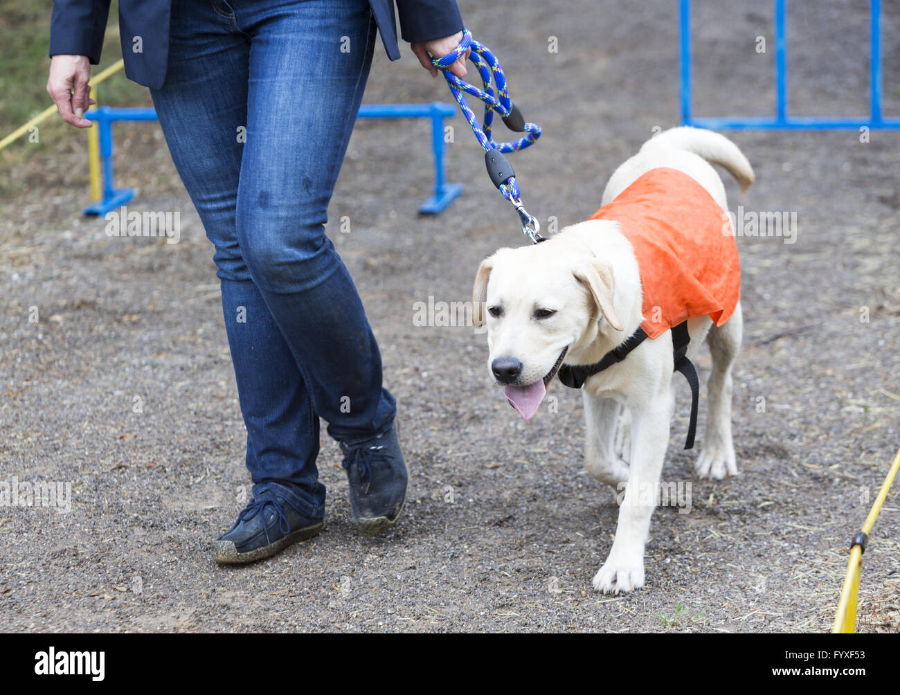 Blind person with her guide dog Stock Photo - Alamy
